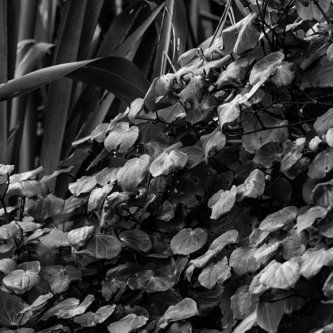 3 Native Plants Used In Māori Medicine – Aotea Store